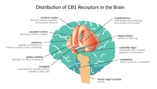 The Endocannabinoid System and Cannabinoids – Cann Clinic
